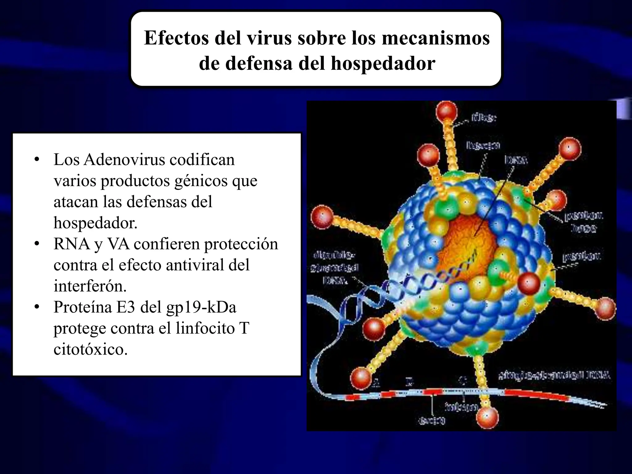 Descripción de Adenovirus Humano. Adenov | PPT
