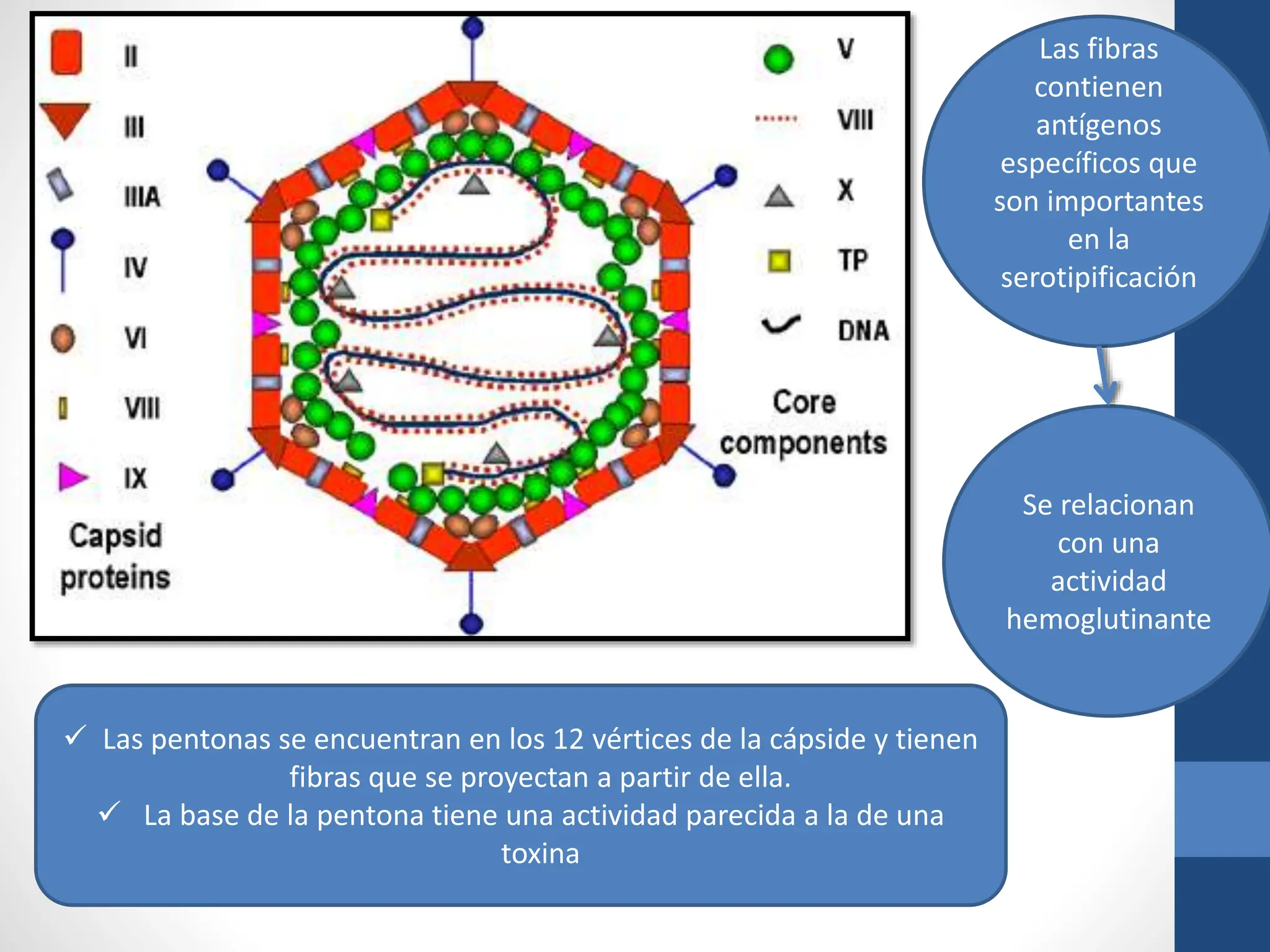 Descripción de Adenovirus Humano. Adenov | PPT