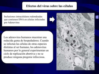 Descripción de Adenovirus Humano. Adenov | PPTX