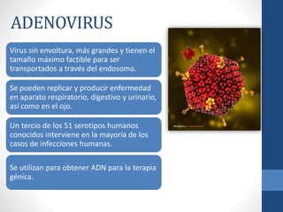 Descripción de Adenovirus Humano. Adenov | PPTX