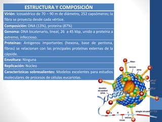 Descripción de Adenovirus Humano. Adenov | PPTX
