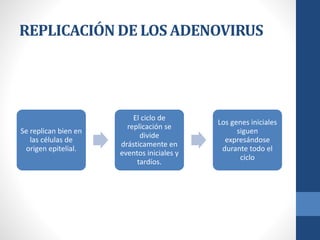 Descripción de Adenovirus Humano. Adenov | PPTX
