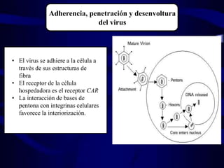 Descripción de Adenovirus Humano. Adenov | PPTX