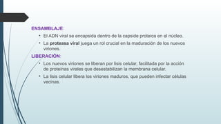 VIRUS ADENOVIRUS, estructura, enfermedades, replicación | PPTX