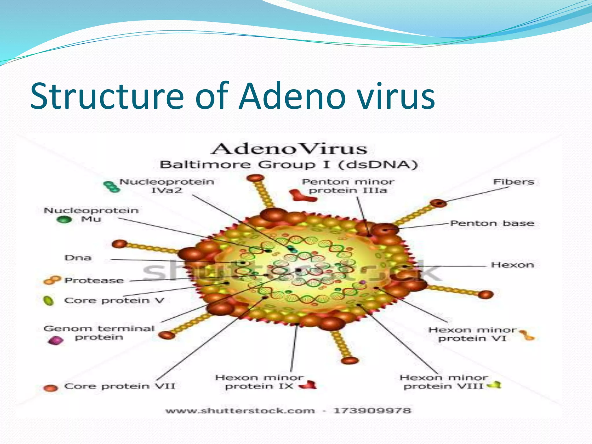 Adenovirus and adeno virus associated diseases | PPTX