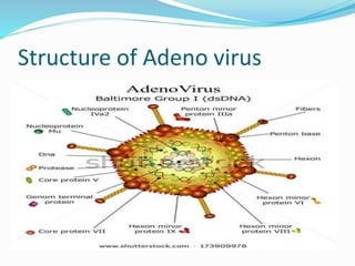 Adenovirus and adeno virus associated diseases | PPTX