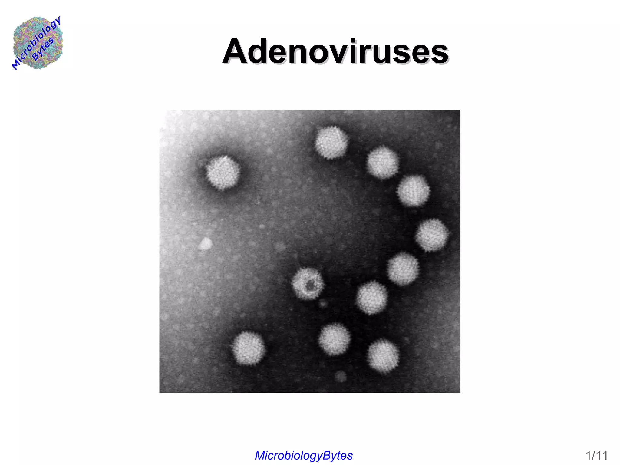 Adenoviruses | PPT