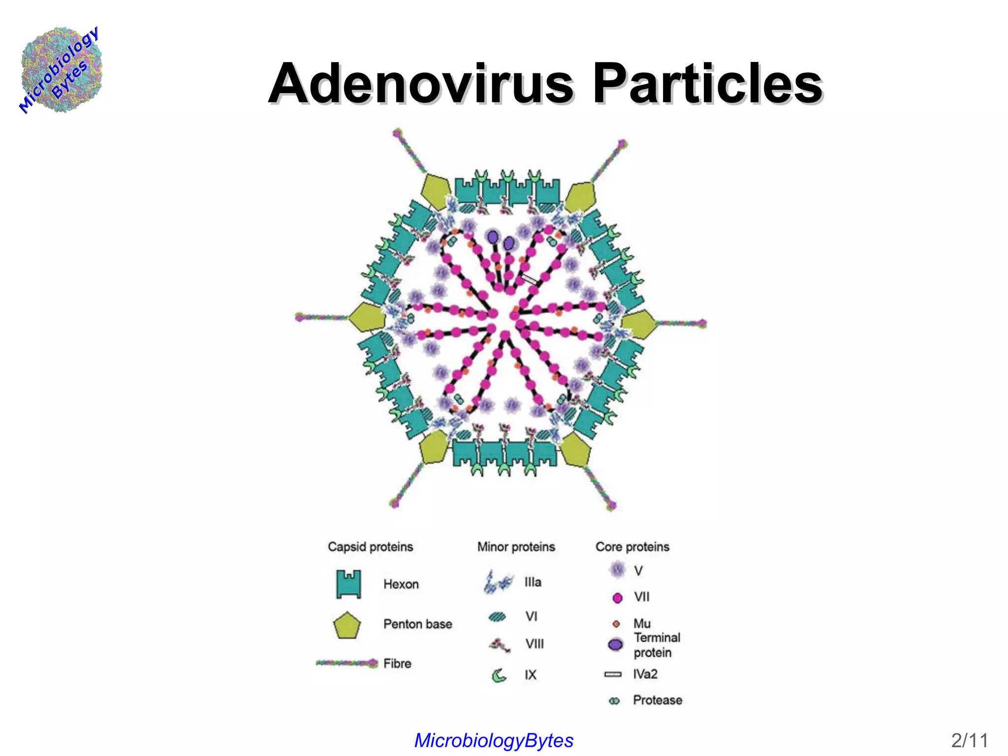 Adenoviruses | PPT