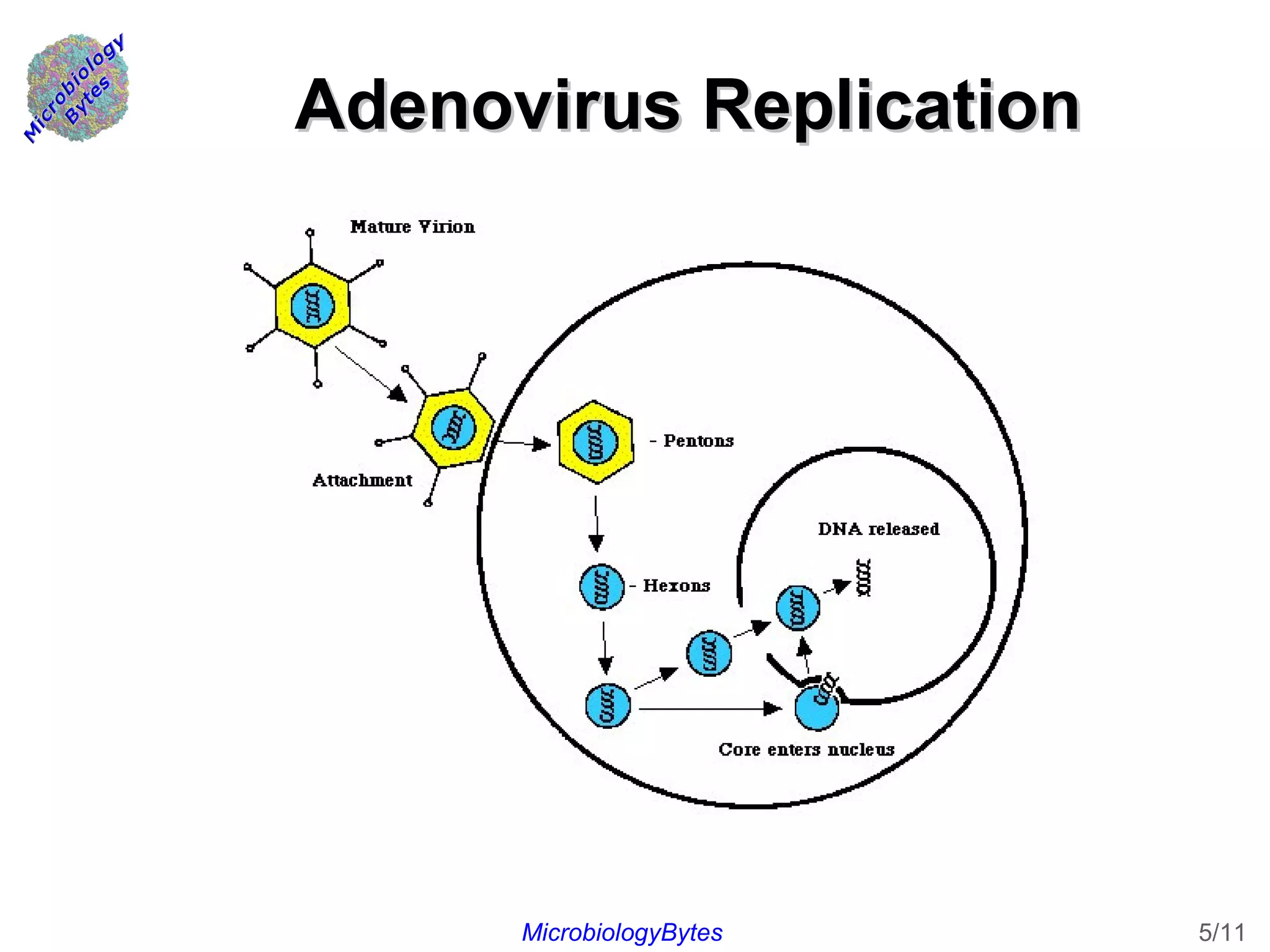 Adenoviruses | PPT