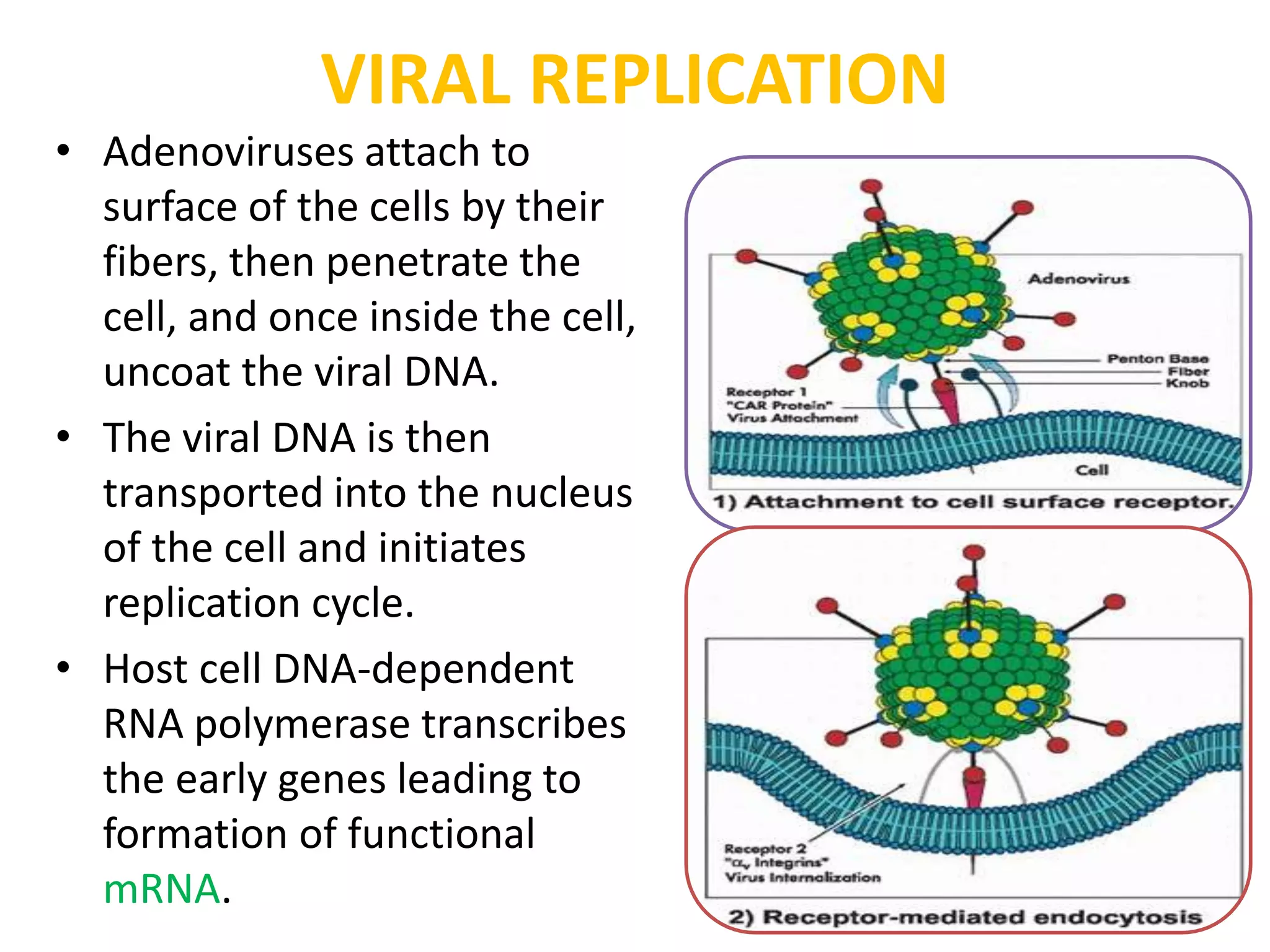 Adenoviruses | PPTX