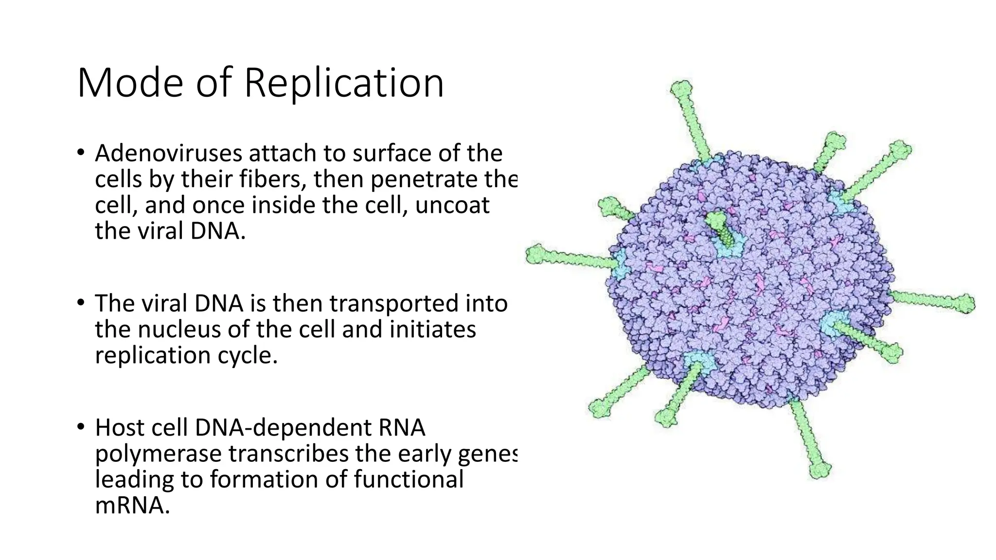 Adeno Viruses Introduction History and Its TYPES | PPTX | Infectious ...