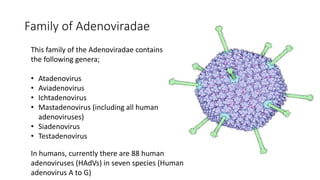 Adeno Viruses Introduction History and Its TYPES | PPTX | Infectious ...