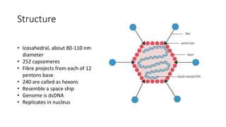 Adeno Viruses Introduction History and Its TYPES | PPTX