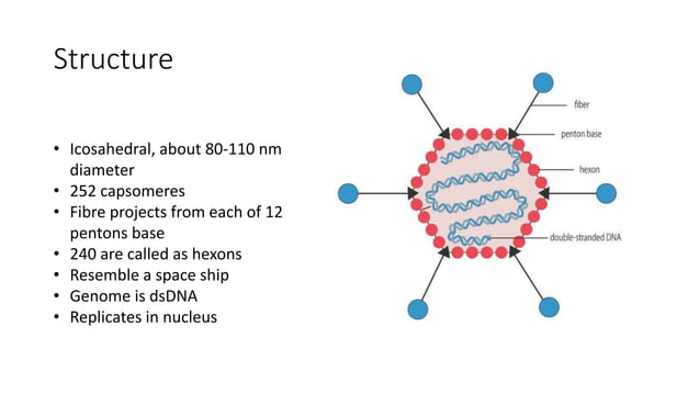 Adeno Viruses Introduction History and Its TYPES | PPTX | Infectious ...