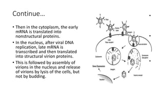 Adeno Viruses Introduction History and Its TYPES | PPTX
