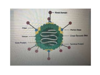 ADENOVIRUSES:DOUBLE STRANDED DNA VIRUSES.pptx