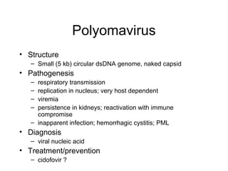 Adenovirus parvovirus polyomavirus | PPT