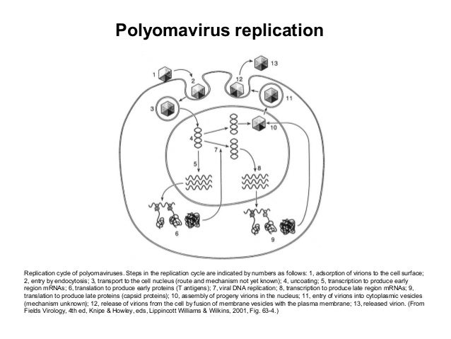 Adenovirus parvovirus polyomavirus
