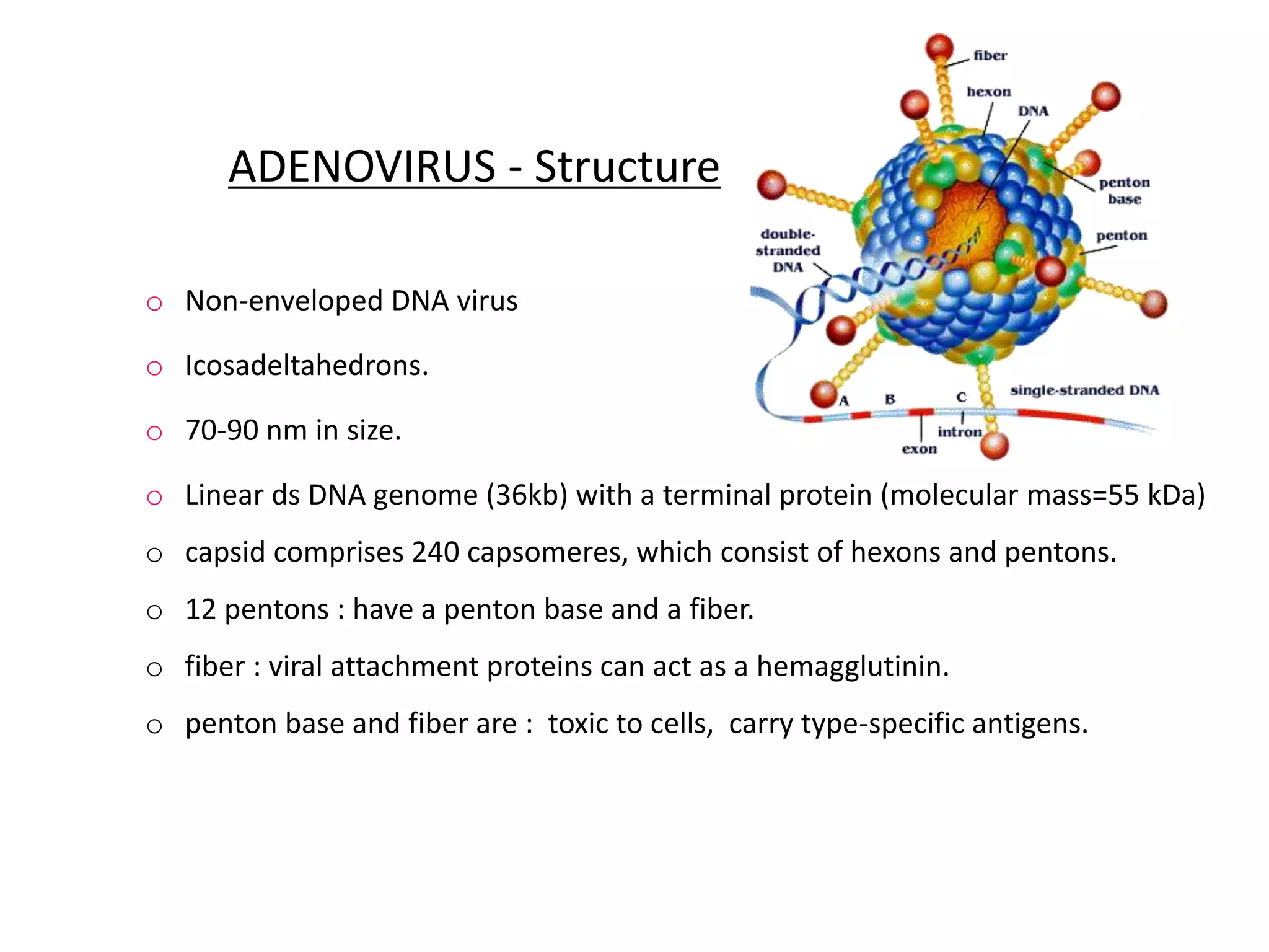 Adenovirus as an animal vector | PPTX