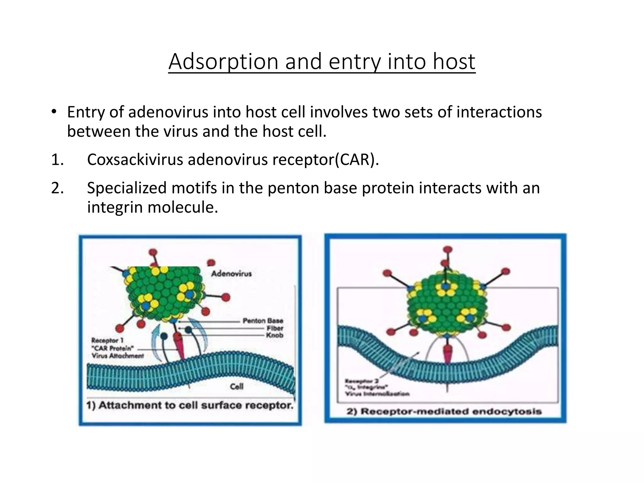 Adenovirus as an animal vector | PPTX