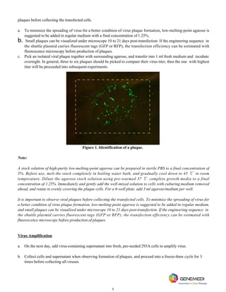 Adenovirus production protocol packaging,concentration and purification ...