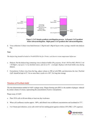 Adenovirus production protocol packaging,concentration and purification ...