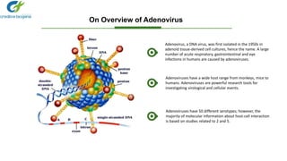 Adenovirus Services | PPT