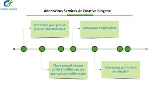 Adenovirus Services | PPT