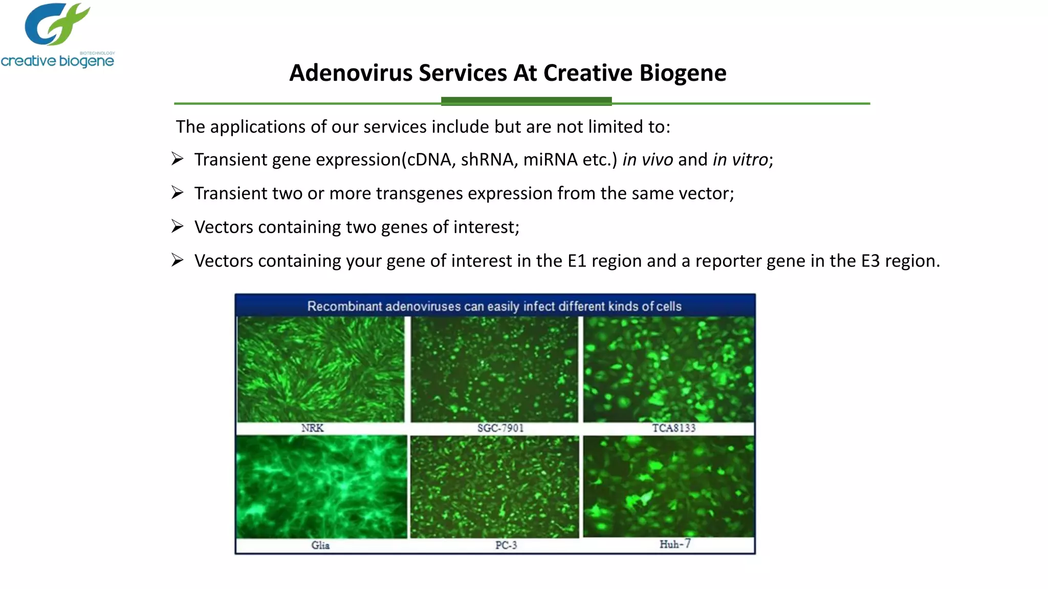 Adenovirus service | PPT