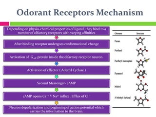Adenyl cyclase signaling slideshare | PPTX