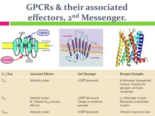 Adenyl cyclase signaling slideshare | PPTX