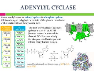 Adenyl cyclase signaling slideshare | PPTX