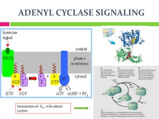 Adenyl cyclase signaling slideshare | PPTX