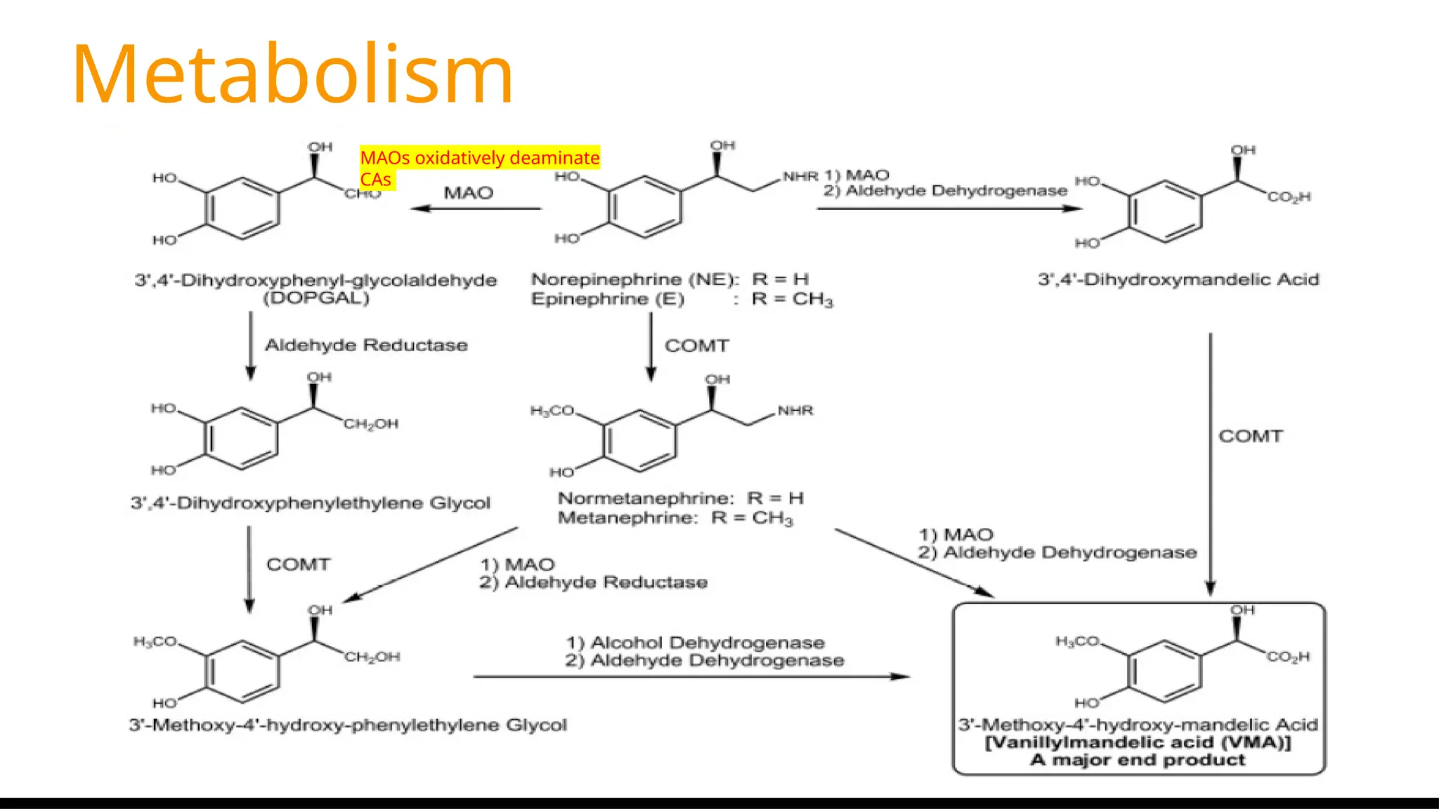 Biosynthesis ,Catabolism ,Classification and MOA of Adrenergic Agents ...