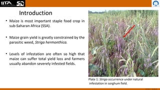 Grain yield performance and stability of early maturing maize hybrids ...