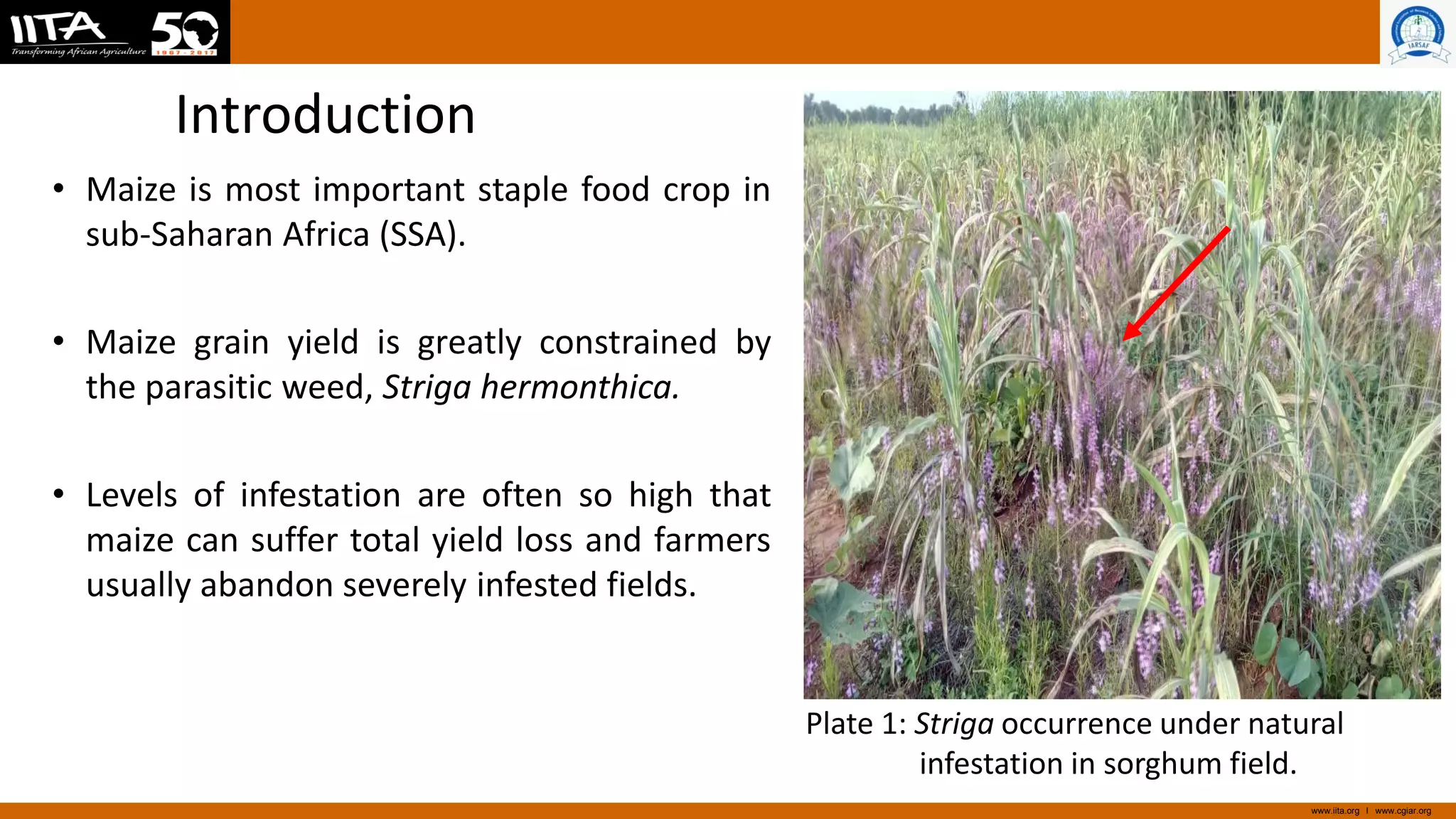 Grain yield performance and stability of early maturing maize hybrids ...