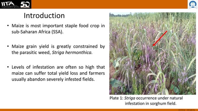 Grain yield performance and stability of early maturing maize hybrids ...
