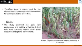 Grain yield performance and stability of early maturing maize hybrids ...