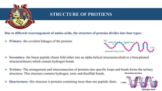 Protiens and polypeptides.pptx