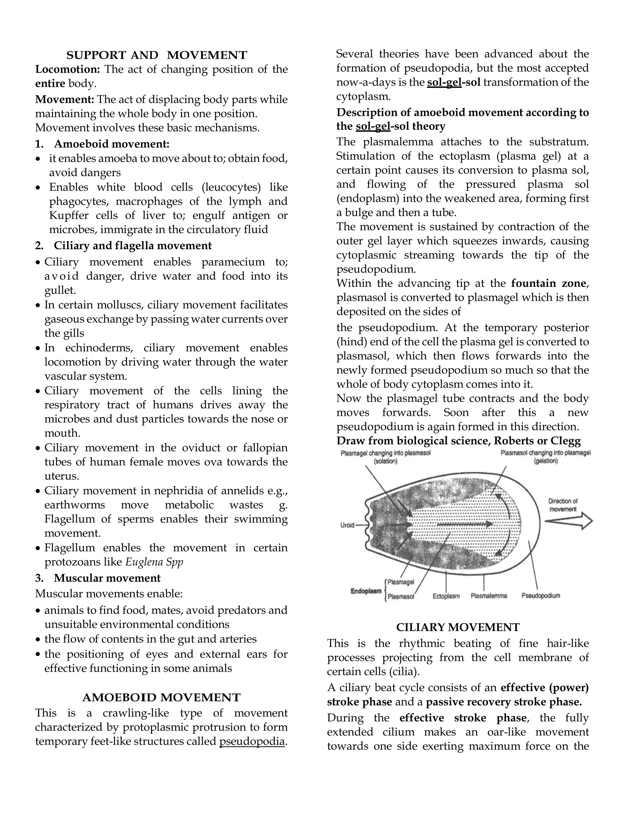 SUPPORT AND LOCOMOTION NOTES FOR UACE.pdf