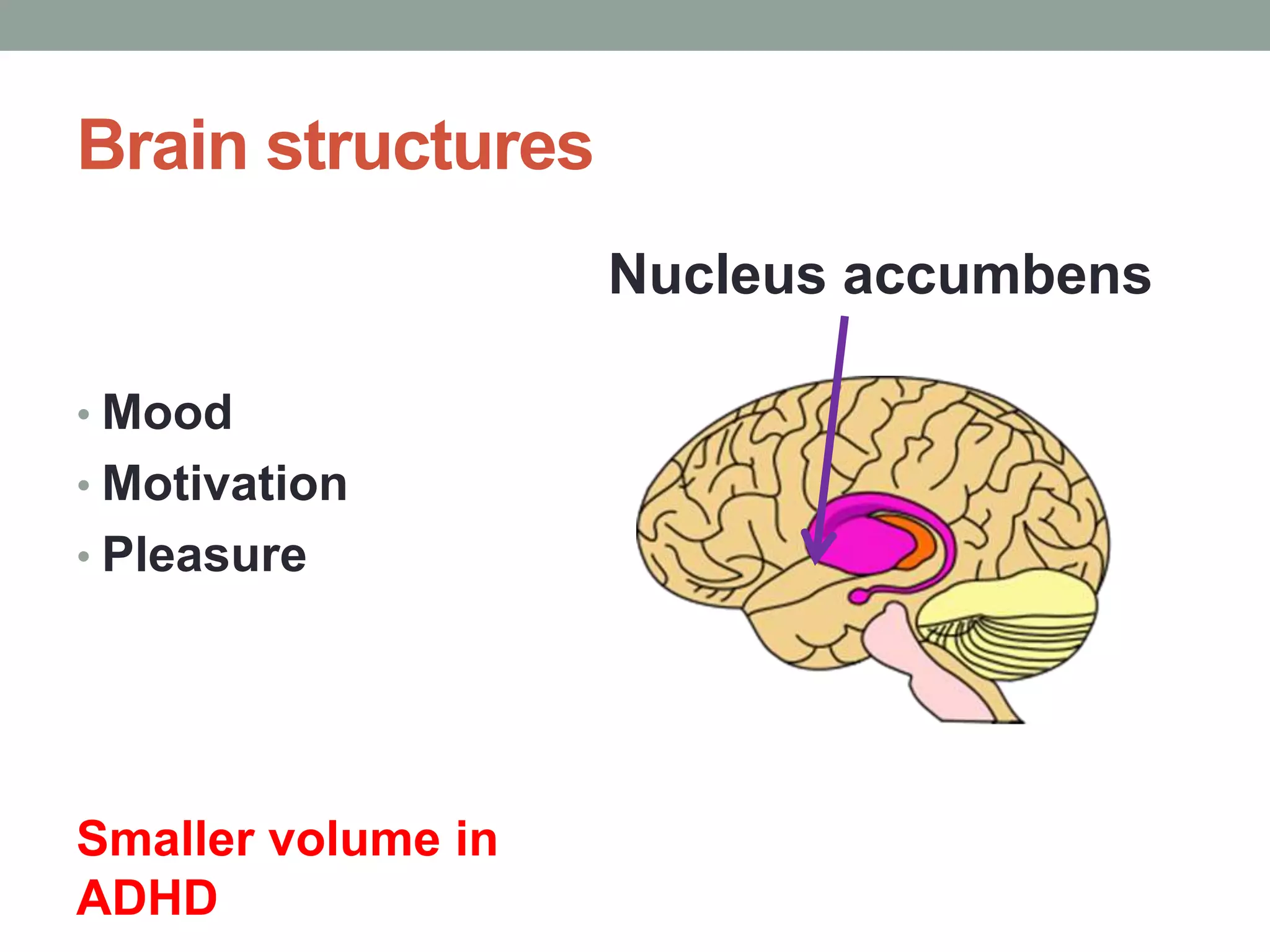 Adhd brain-development-and-function-space-stockport-19-10-2018 | PPT