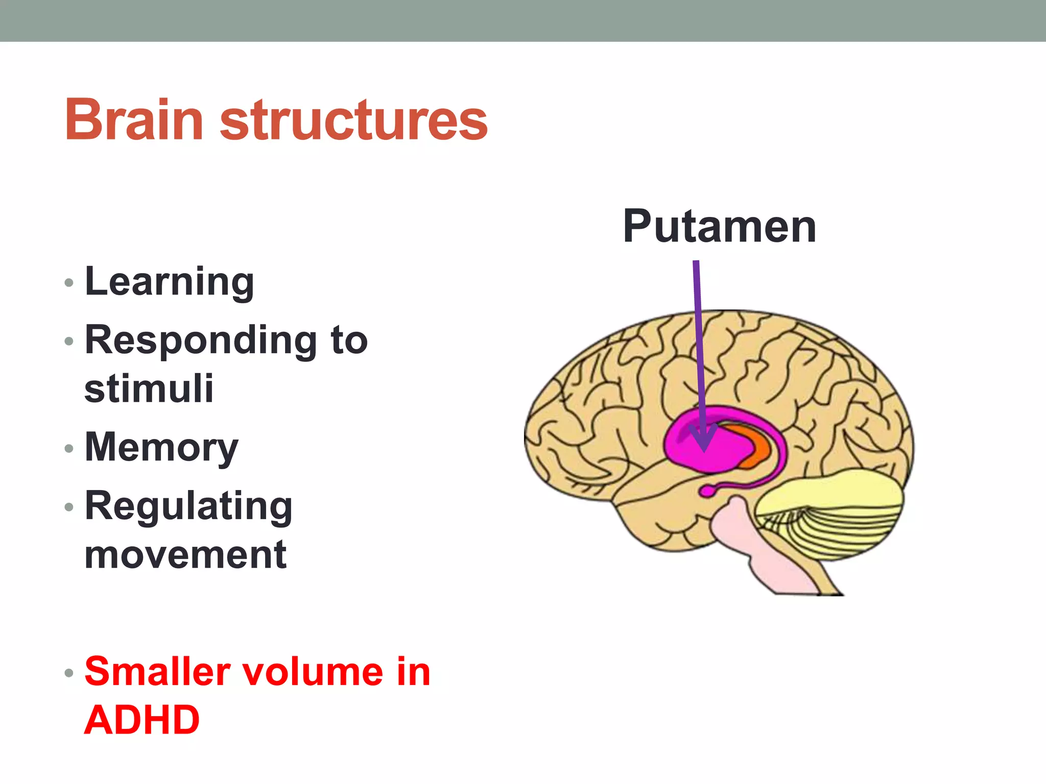 Adhd brain-development-and-function-space-stockport-19-10-2018 | PPT