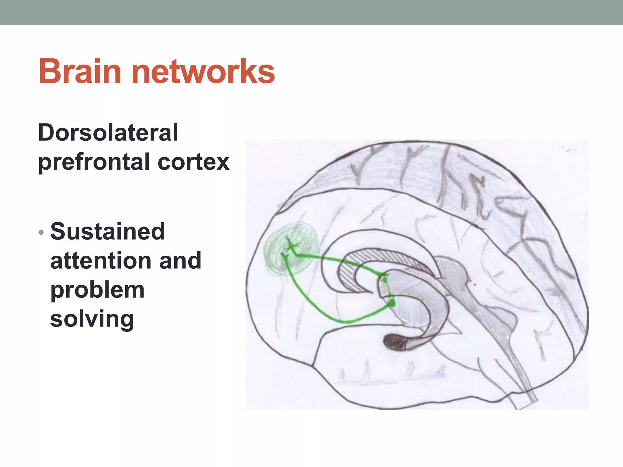 Adhd brain-development-and-function-space-stockport-19-10-2018 | PPT