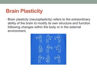 Adhd brain-development-and-function-space-stockport-19-10-2018 | PPT