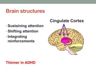 Adhd brain-development-and-function-space-stockport-19-10-2018 | PPT