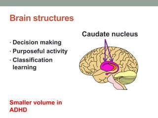 Adhd brain-development-and-function-space-stockport-19-10-2018 | PPT