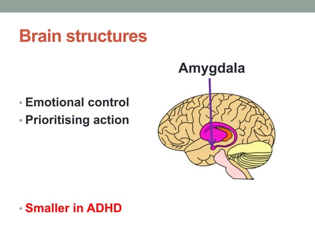 Adhd brain-development-and-function-space-stockport-19-10-2018 | PPT