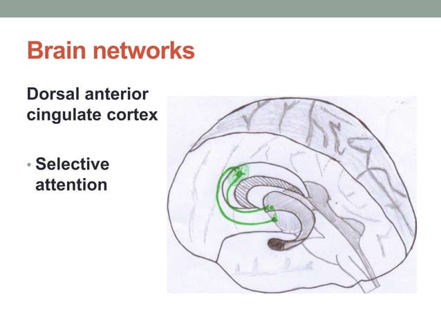 Adhd brain-development-and-function-space-stockport-19-10-2018 | PPT