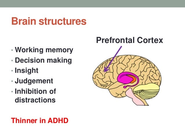Adhd brain-development-and-function-space-stockport-19-10-2018