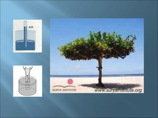 Adhesi kohesi kapilaritas | PPT